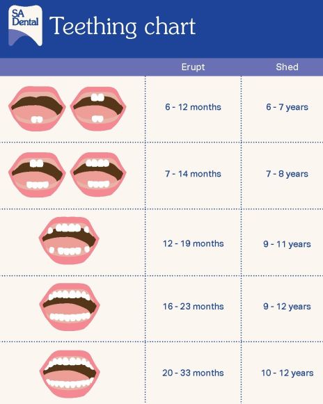 Baby teeth and teething • SA Dental